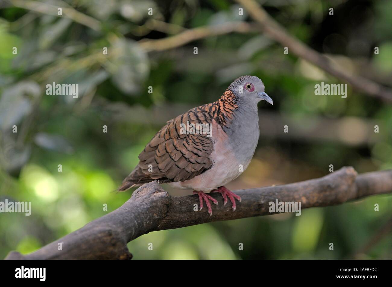 Bar shouldered Dove, Geopelia humeralis, Queensland, Australien Stock ...