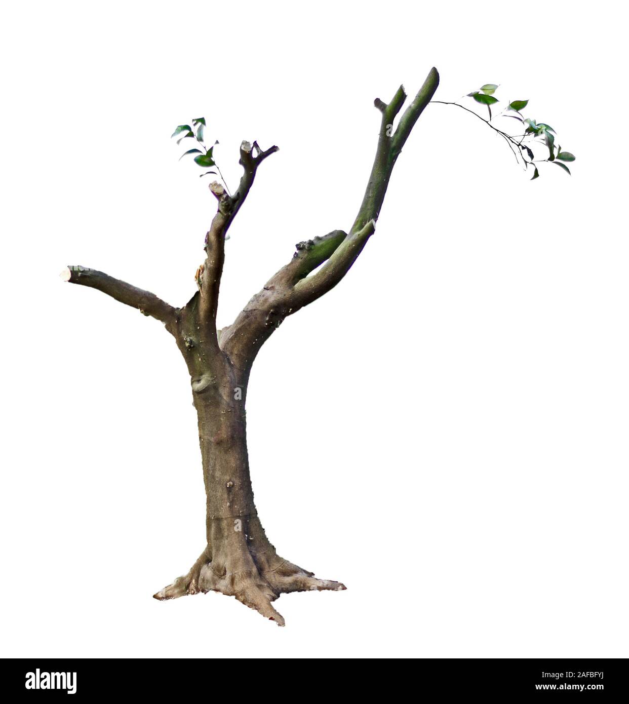Dry tree isolated on white Stock Photo - Alamy