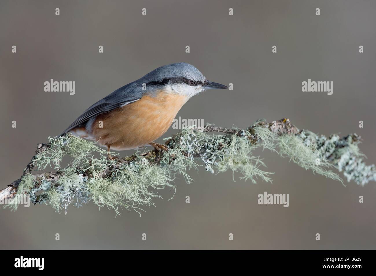 The Eurasian nuthatch, know as wood nuthatch (Sitta europaea Stock ...