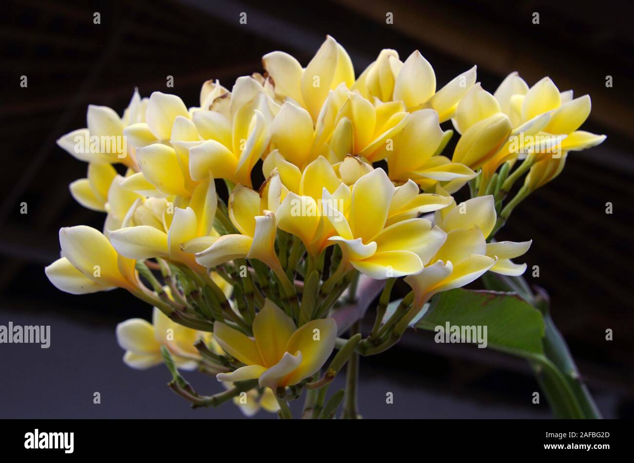 Flora of indonesia hi-res stock photography and images - Alamy