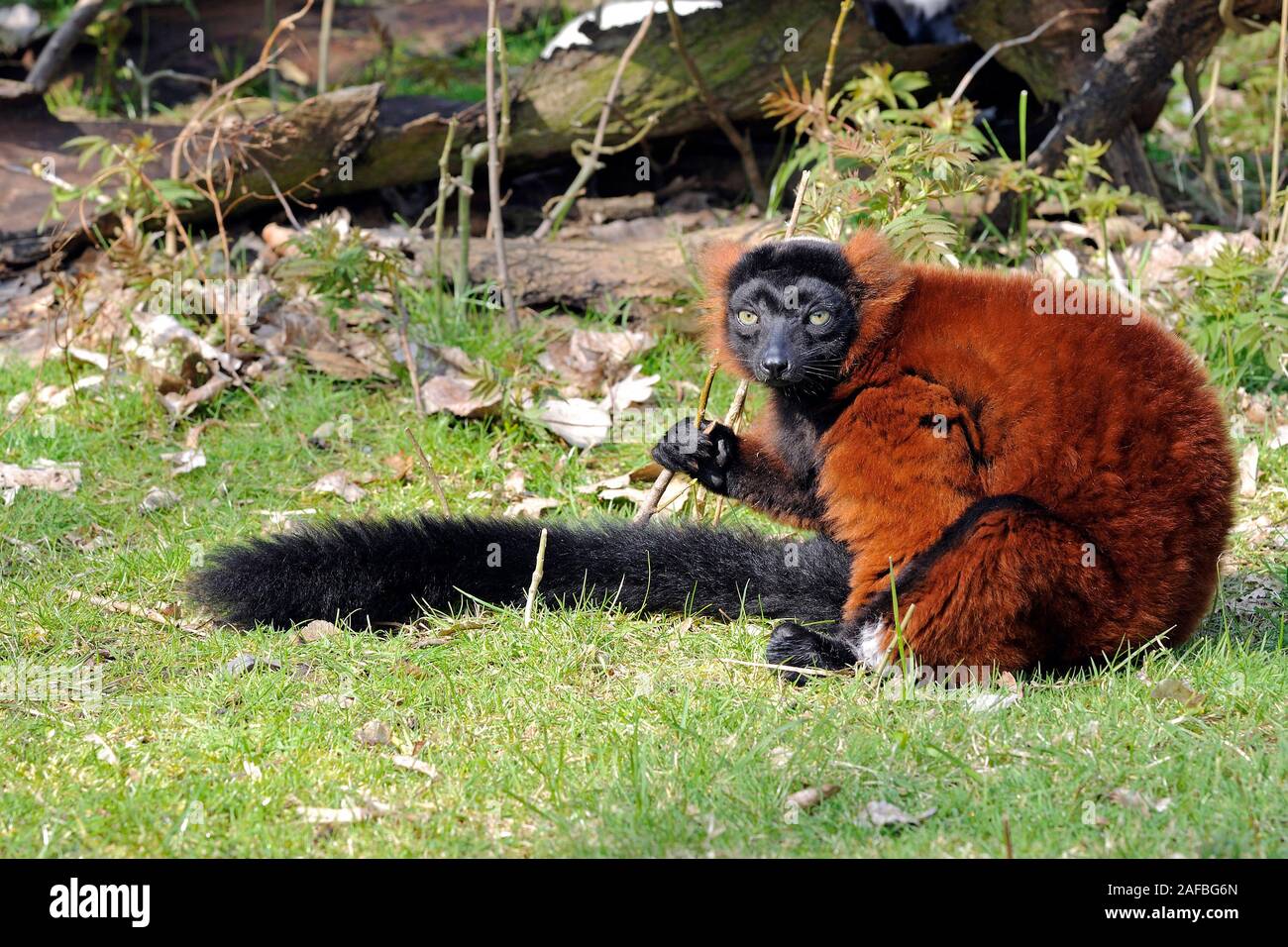 Roter Vari , Varecia variegata ruber Stock Photo - Alamy