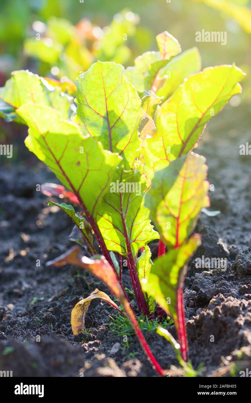 Beetroot shoot hi-res stock photography and images - Alamy