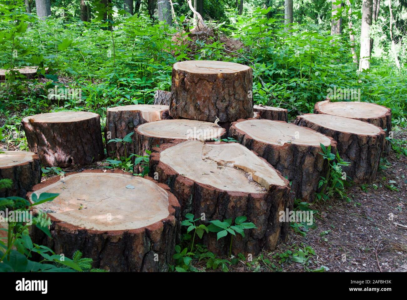 Parts of sawn tree trunk on green grass in summer park. Stumps of ...