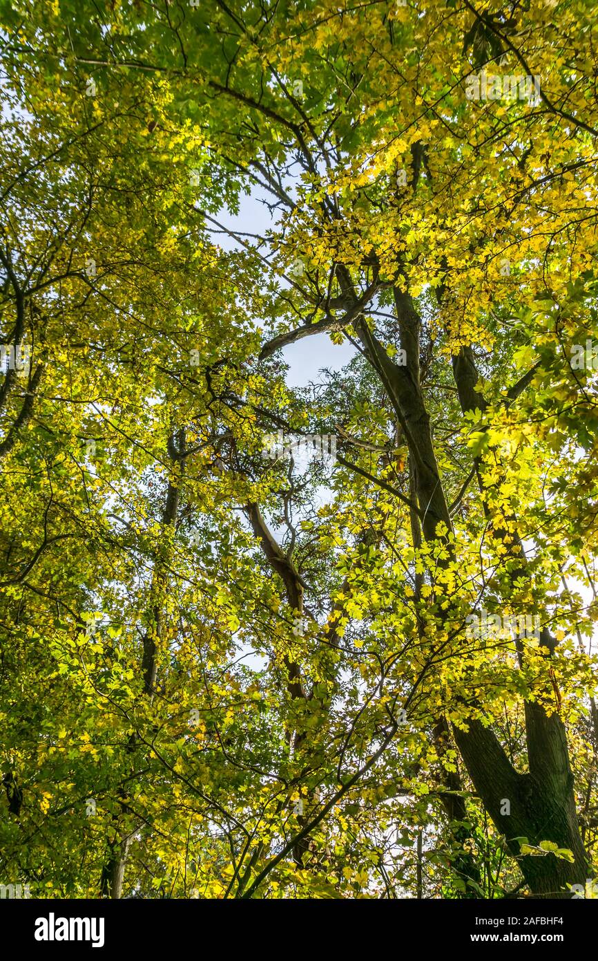 Long tall trees in the Pacific Northwest Stock Photo - Alamy