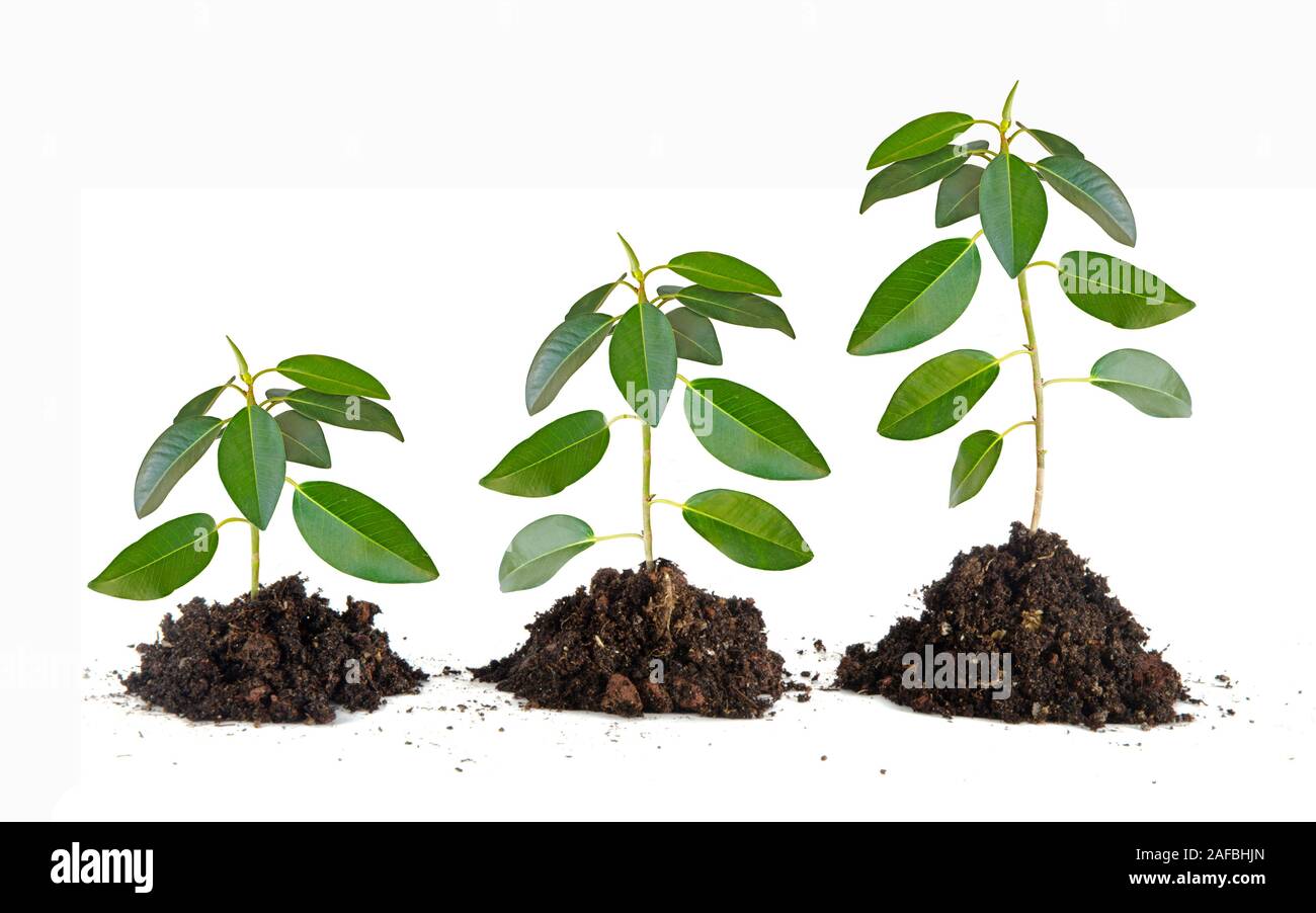 Saplings on white background Stock Photo - Alamy