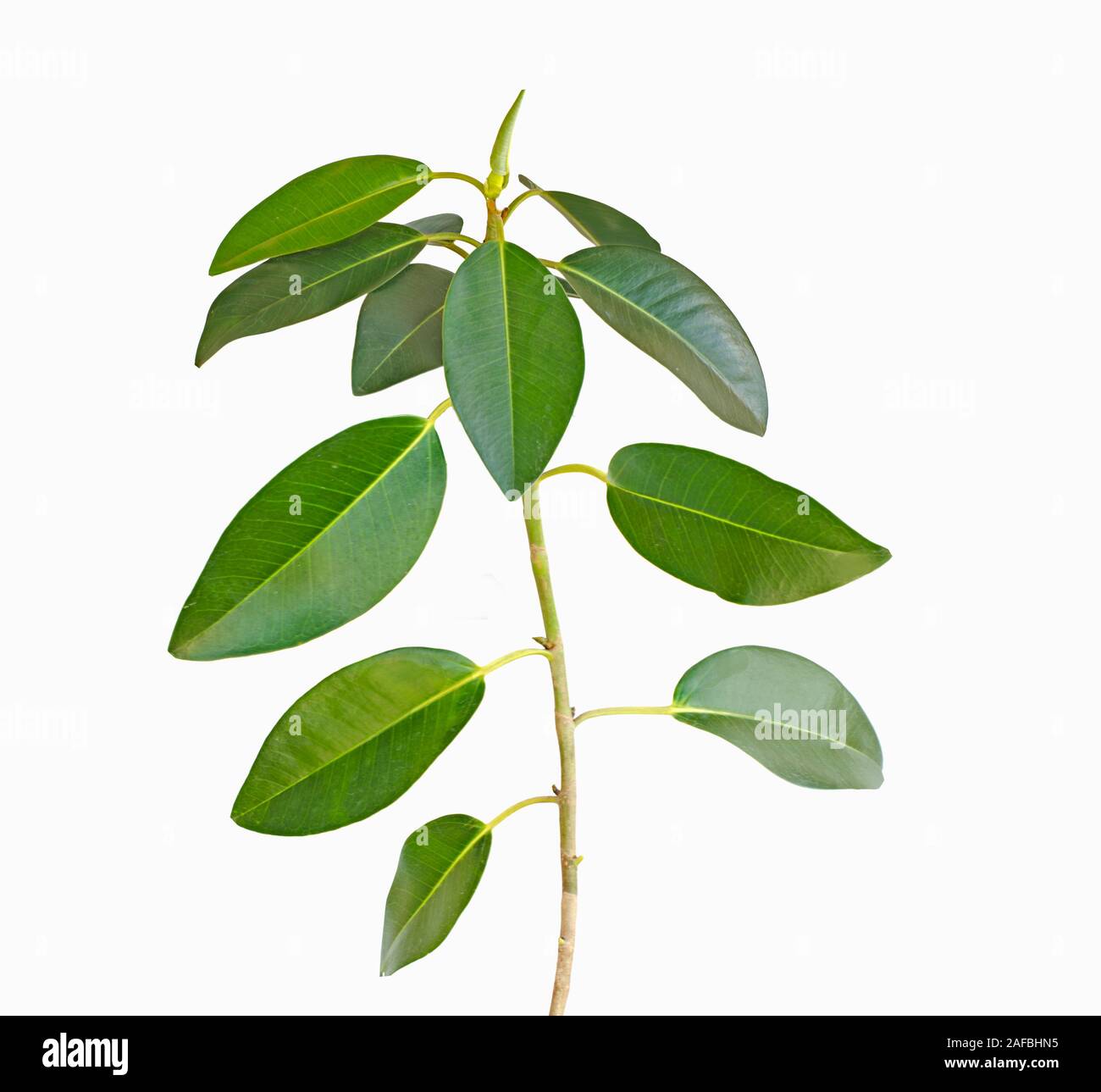 Sapling botany biology hi-res stock photography and images - Alamy