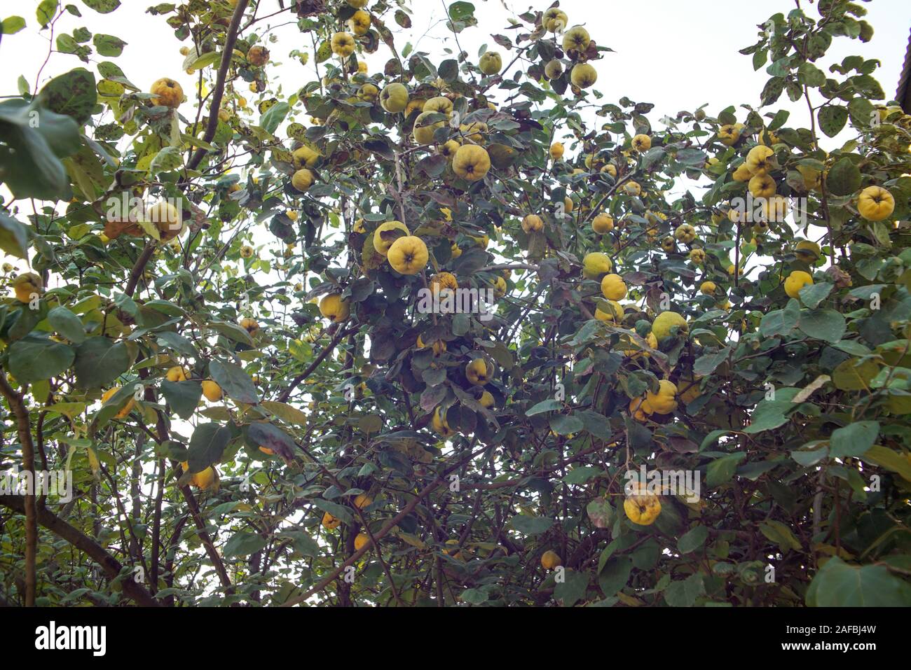 Quince tree. Group of yellow quinces on a tree in autumn Stock Photo ...