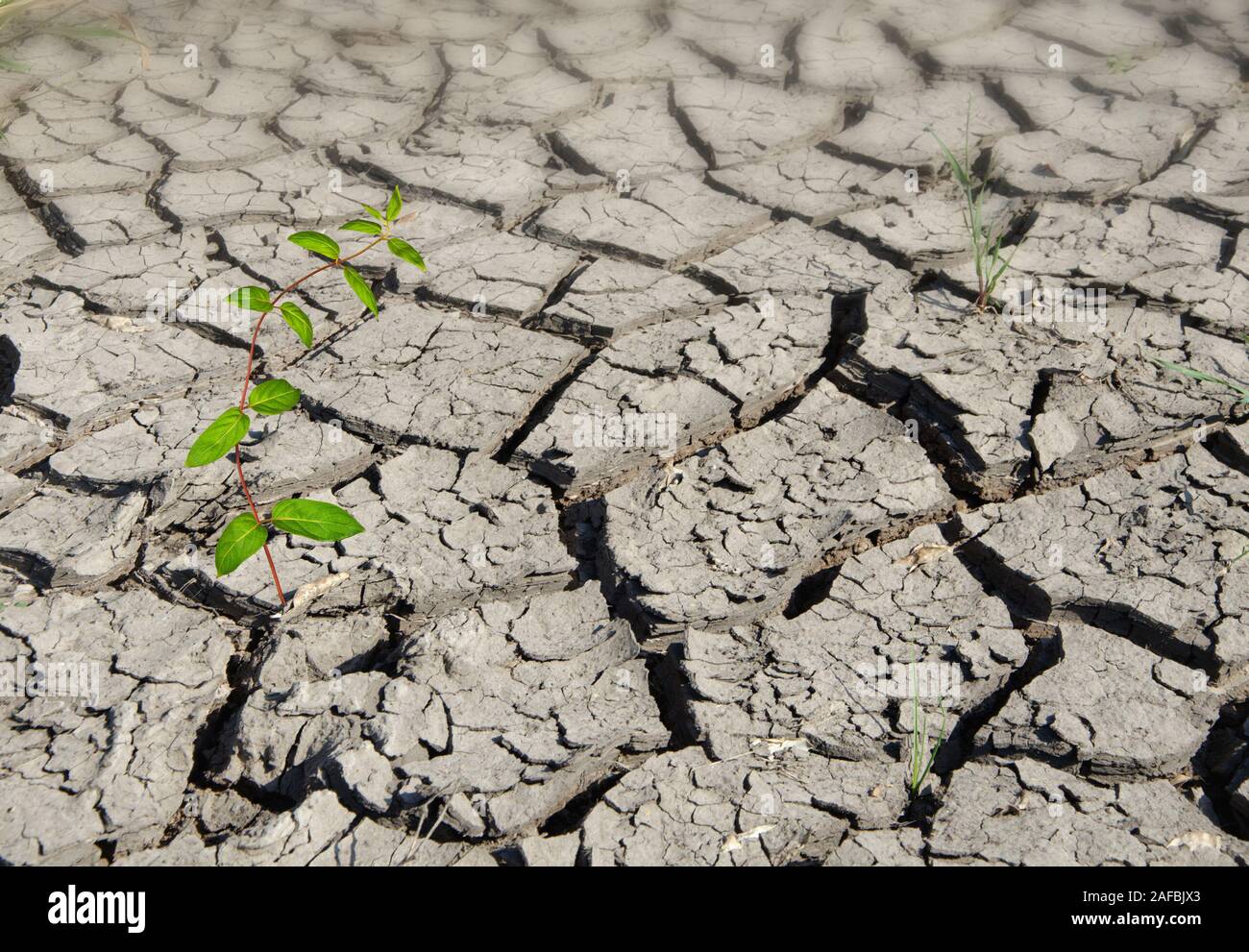 plant growing from arid land Stock Photo - Alamy