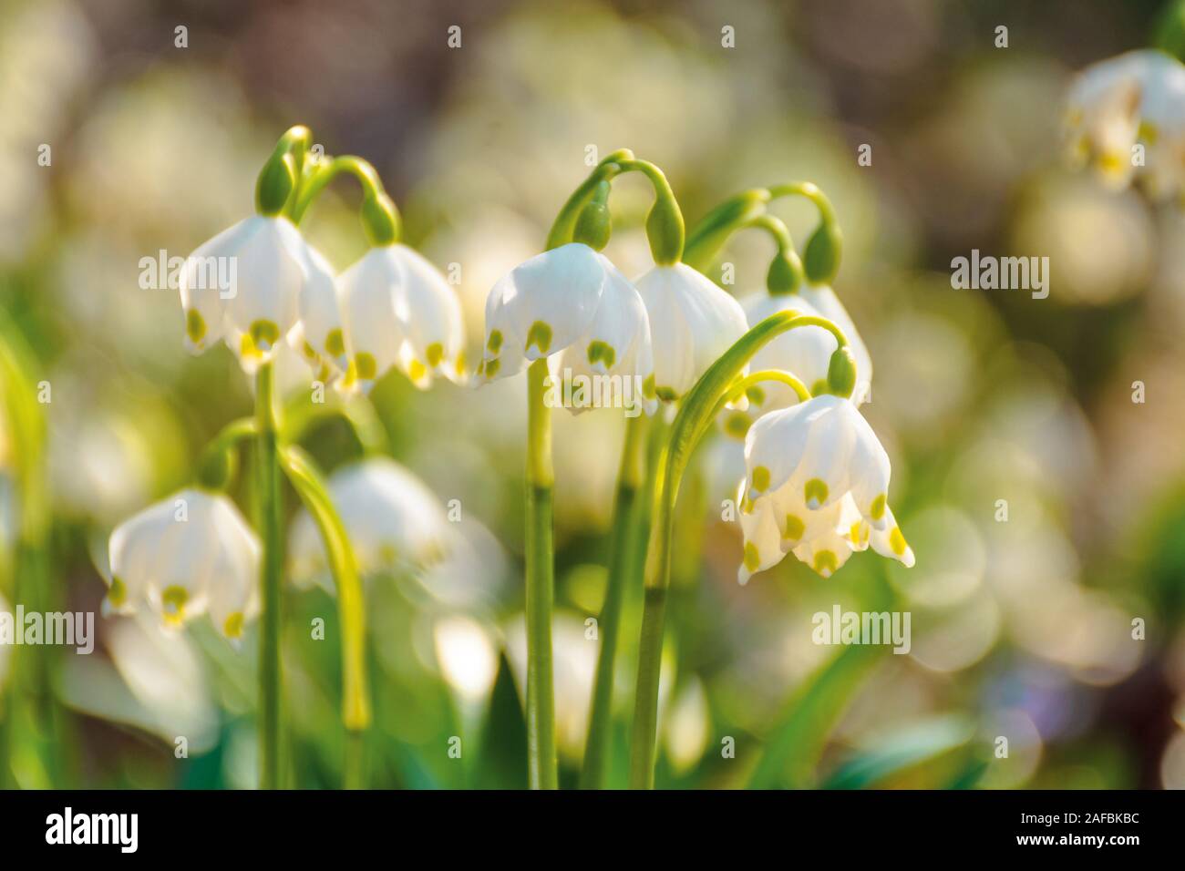 Symbol of new beginnings hi-res stock photography and images - Alamy