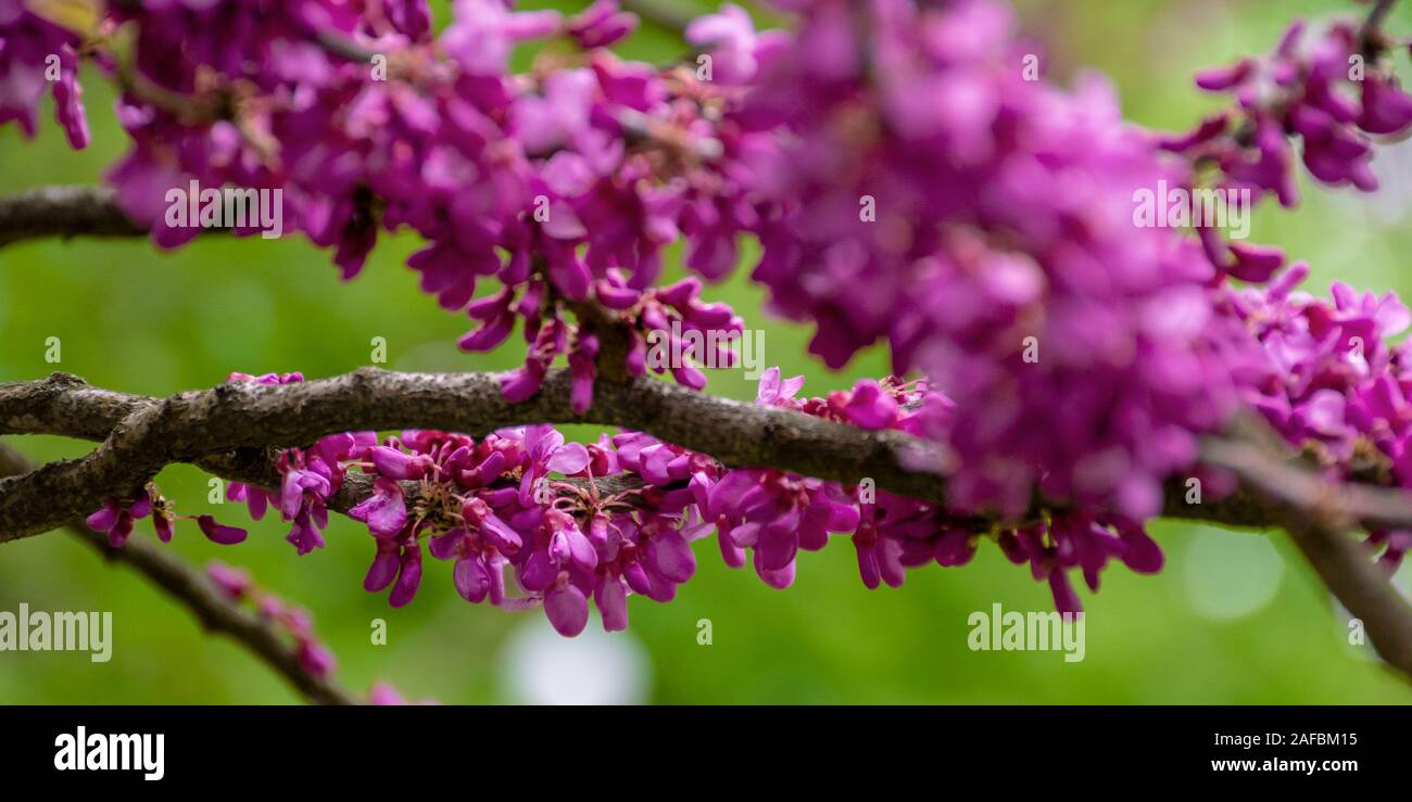 judas tree in blossom. purple flowers on the twigs. beautiful redbud ...