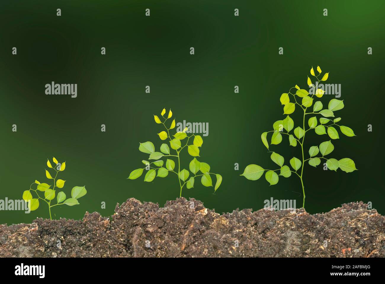 Saplings on soil Stock Photo - Alamy