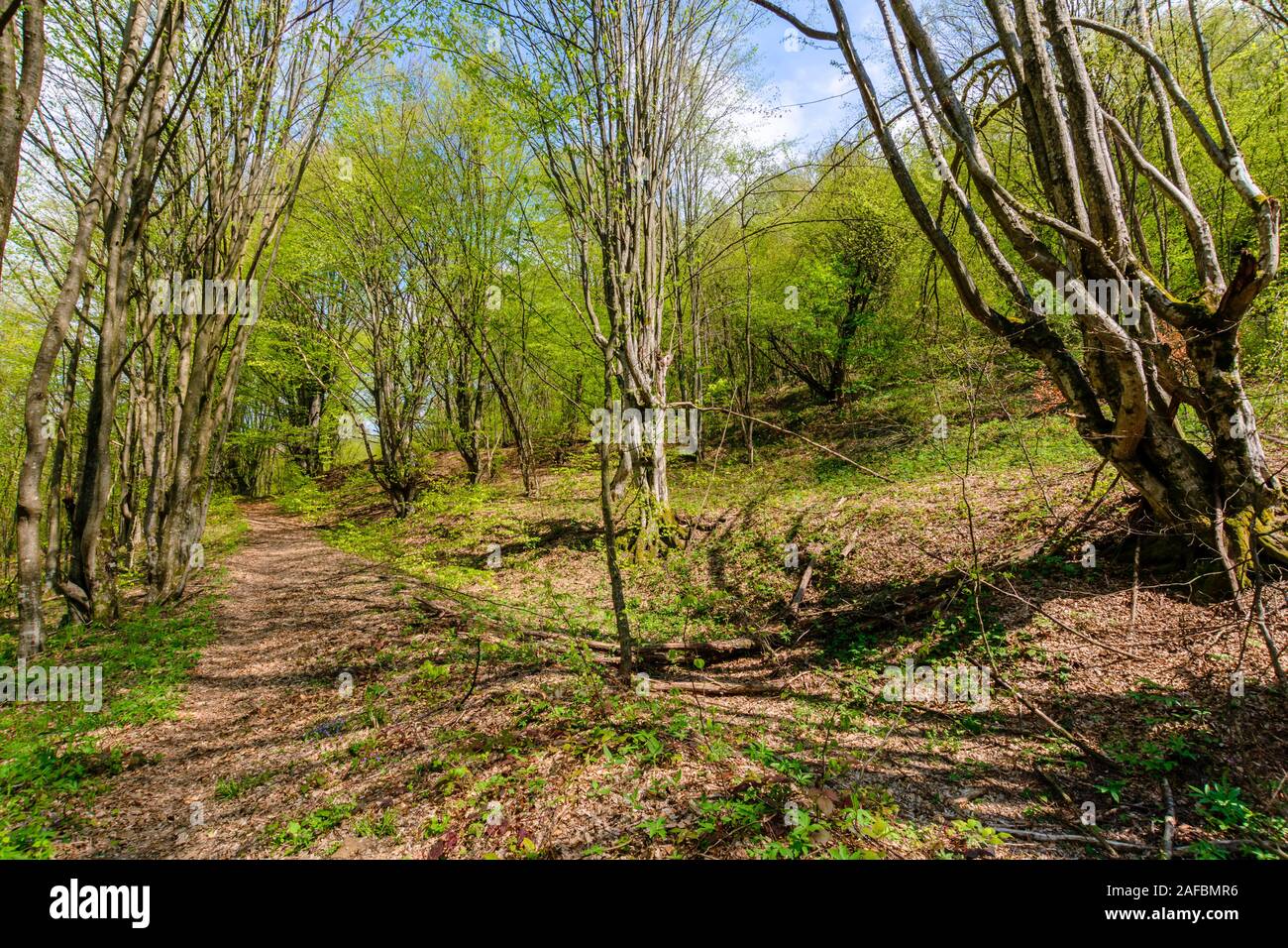 footpath through forest in spring. sunny weather. trees in vivid green ...