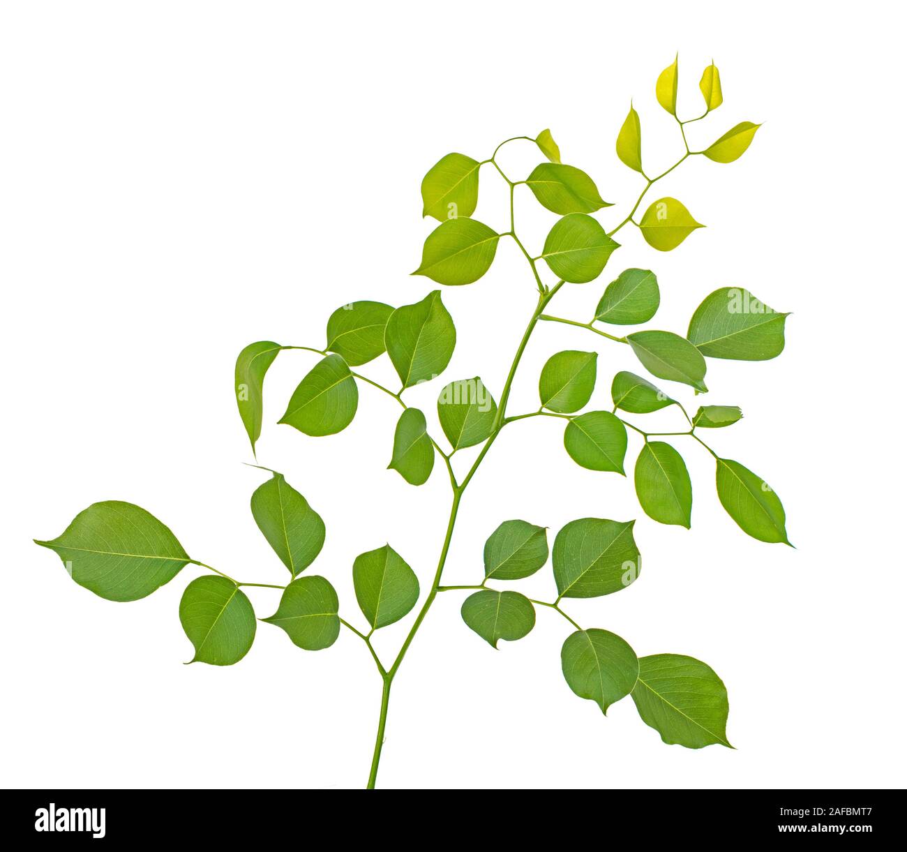 Sapling botany biology hi-res stock photography and images - Alamy