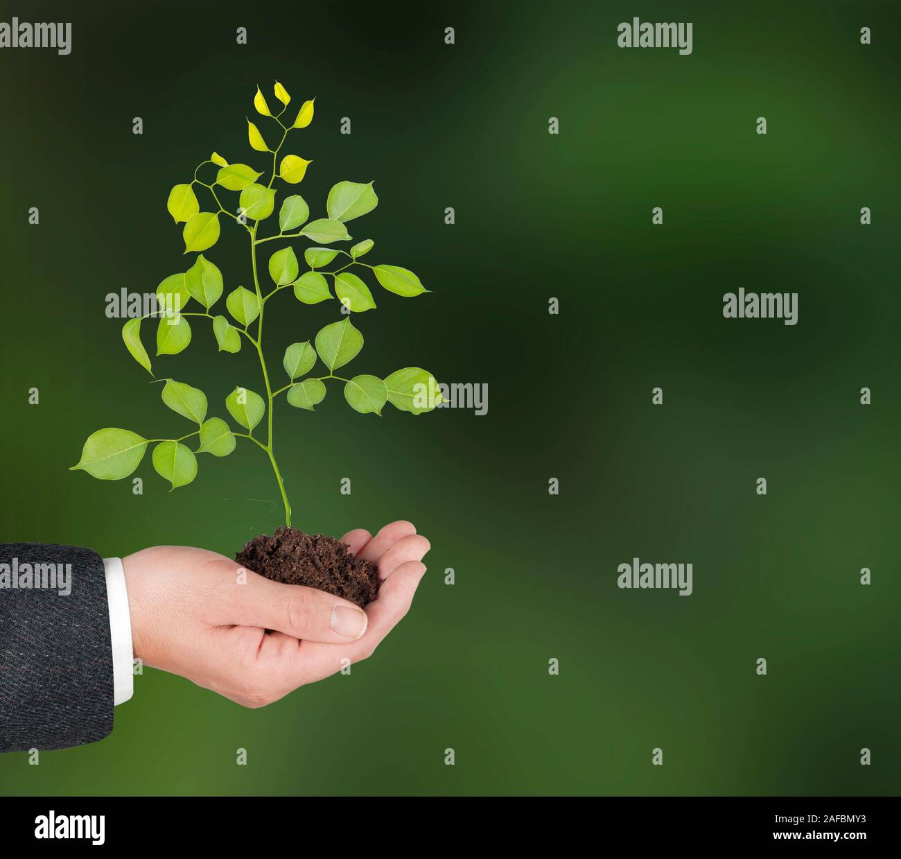 Sapling in hand Stock Photo - Alamy