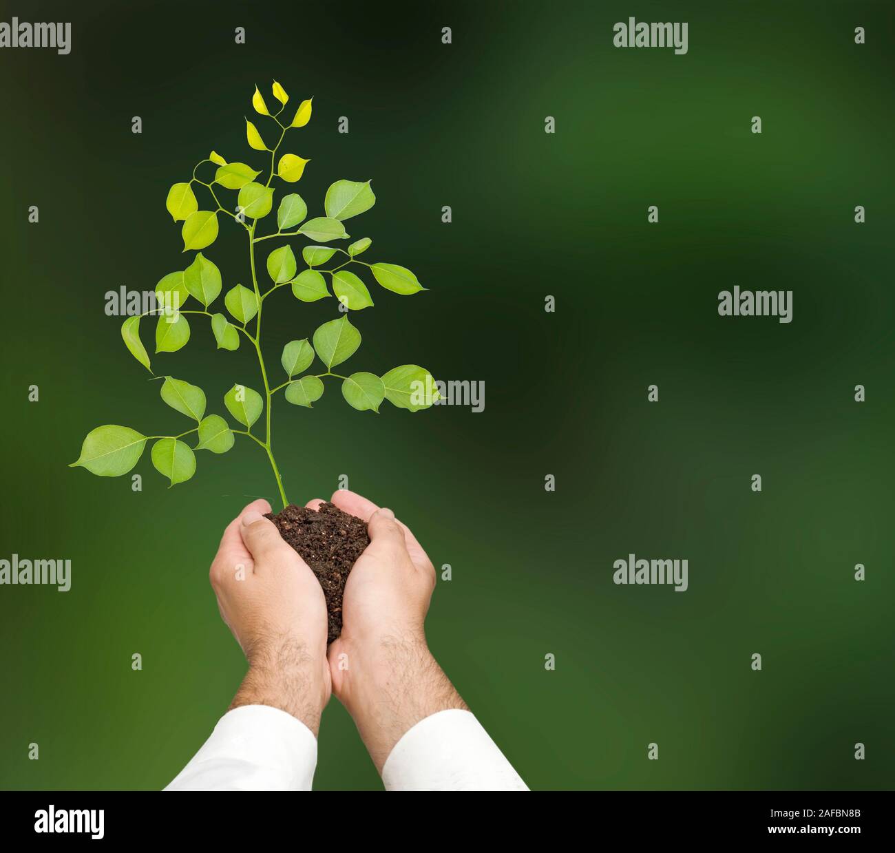 Sapiling hi-res stock photography and images - Alamy