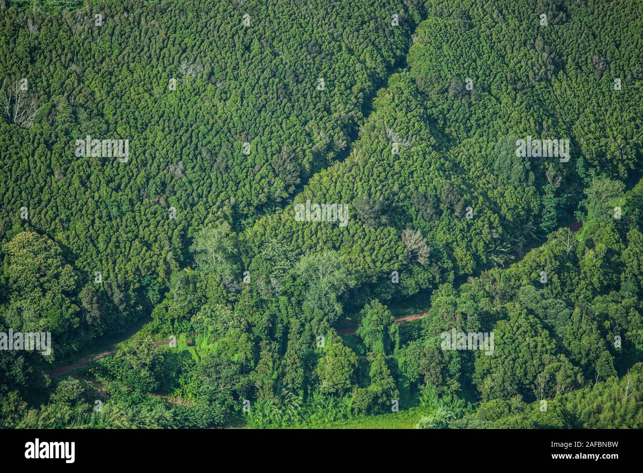 Forest landscape of Faial Island from far away forming peculiar ...