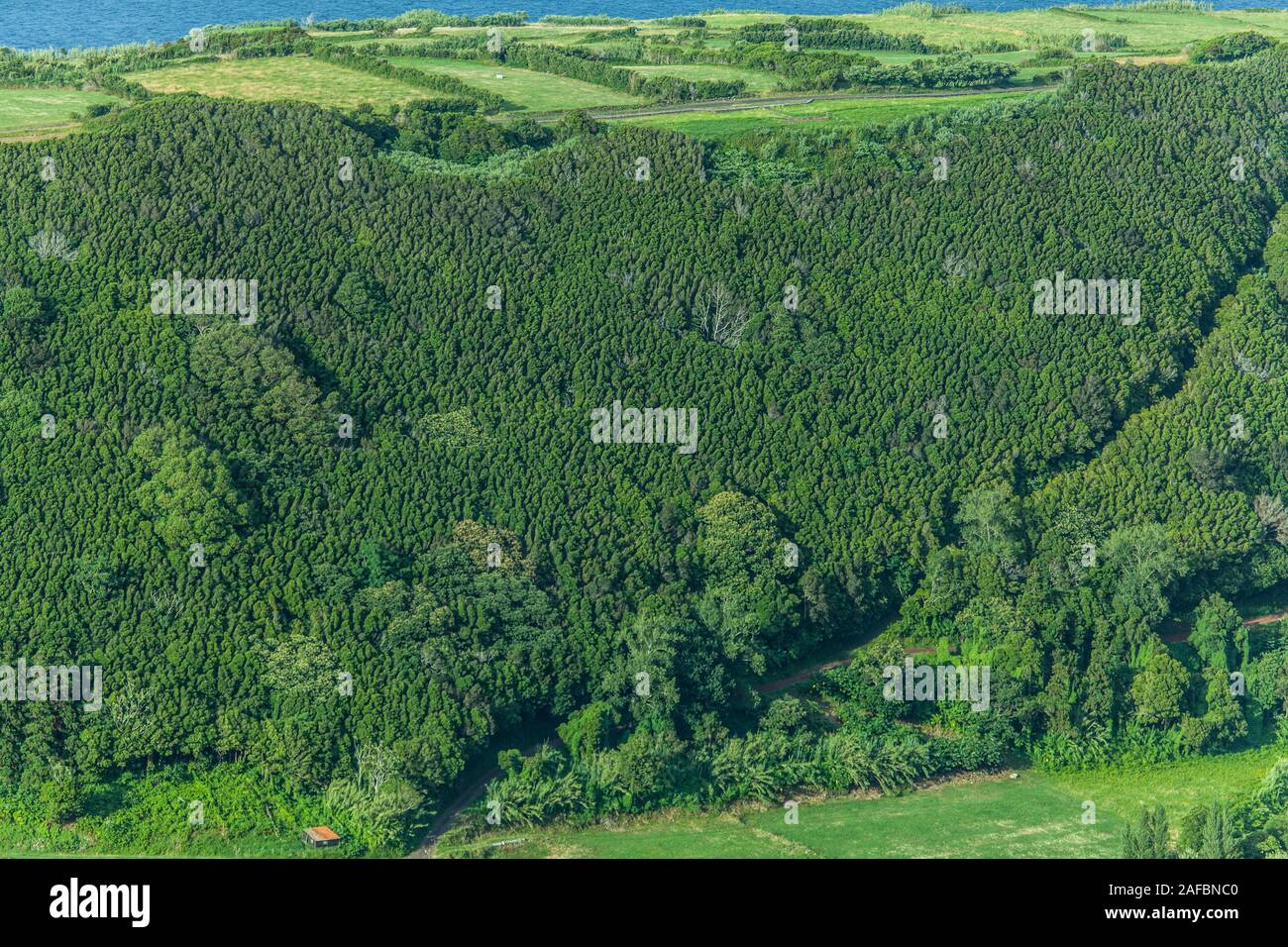 Forest landscape of Faial Island from far away forming peculiar ...