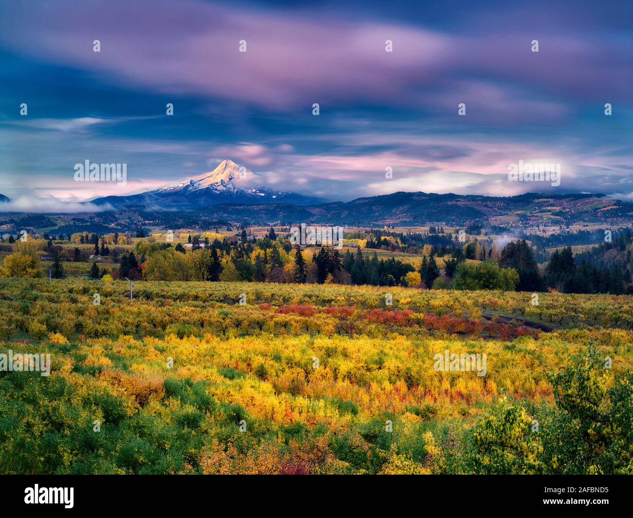 Fruit orchards in fall color with Mt. Hood. Hood River Valley, Oregon ...