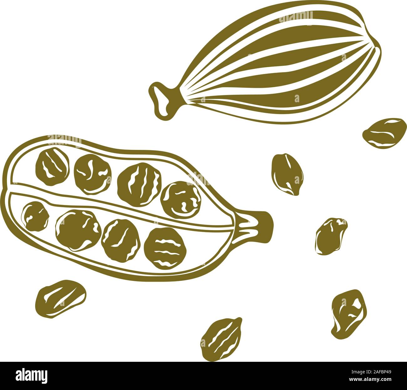 Cardamom, vector icon isolated on white background flat Stock Vector ...