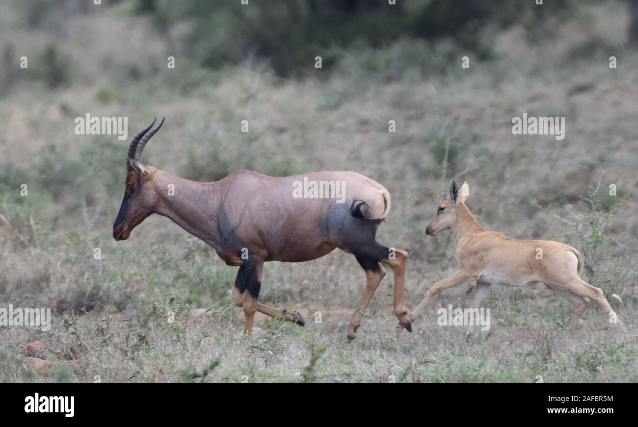 Topi calf hi-res stock photography and images - Alamy