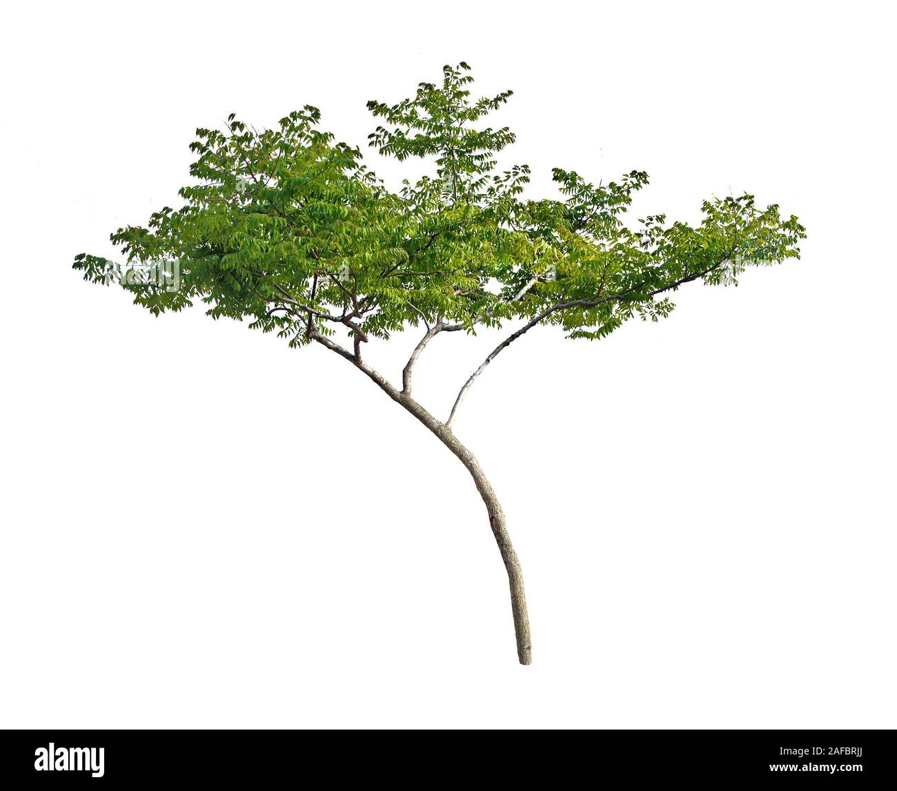 Tree on white background Stock Photo - Alamy
