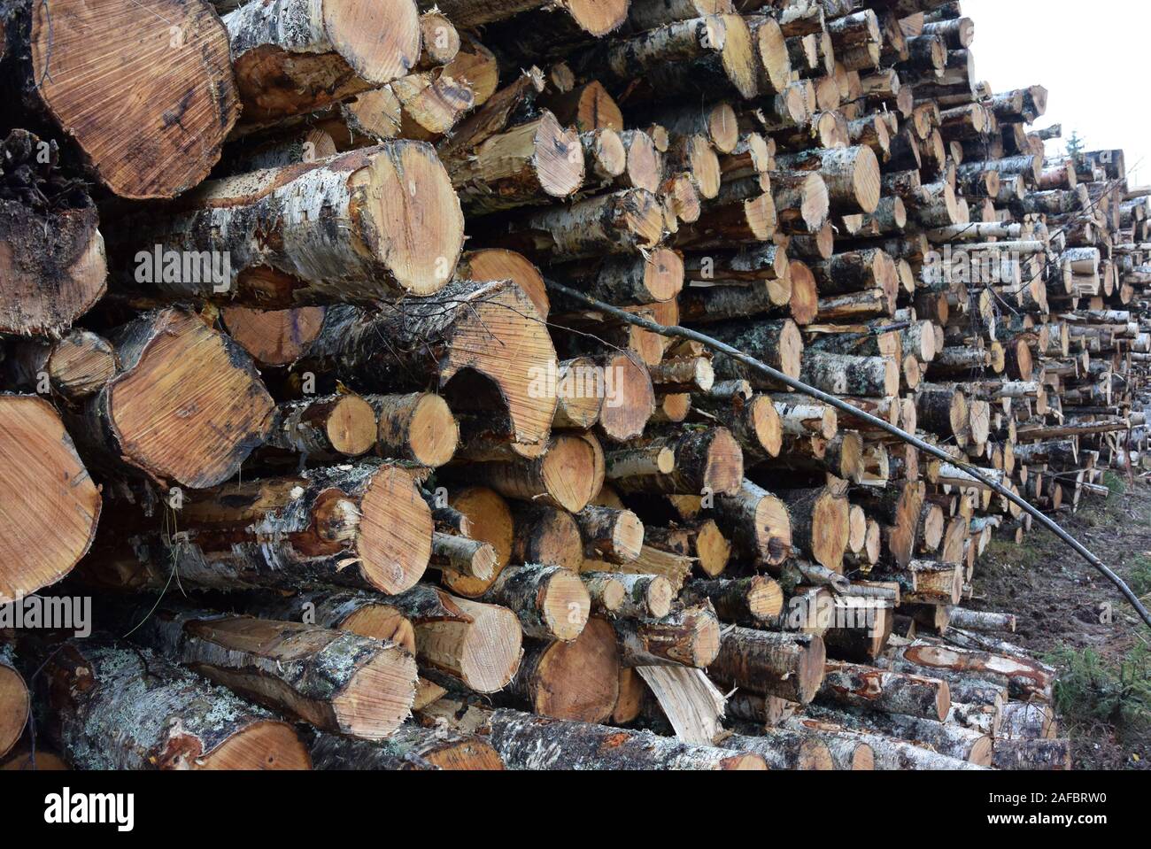 Stack of tree trunks Stock Photo - Alamy
