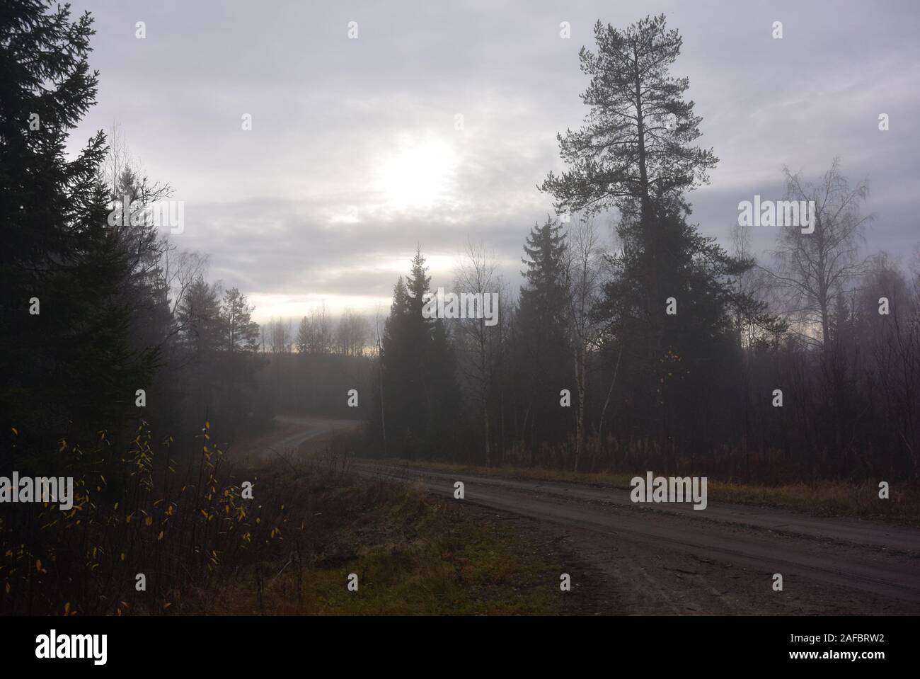 Foggy forest road Stock Photo - Alamy