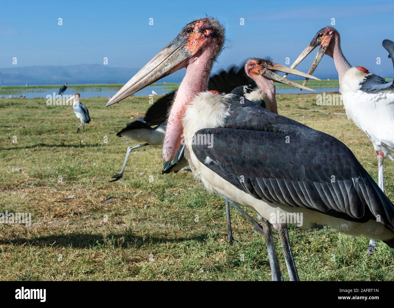 Marabou feathers hi-res stock photography and images - Alamy