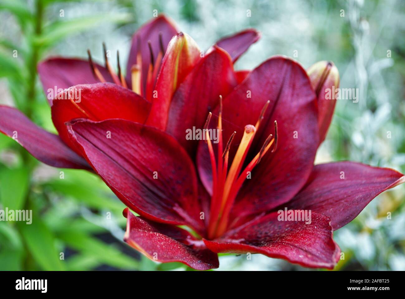Stargazer lily hi-res stock photography and images - Alamy