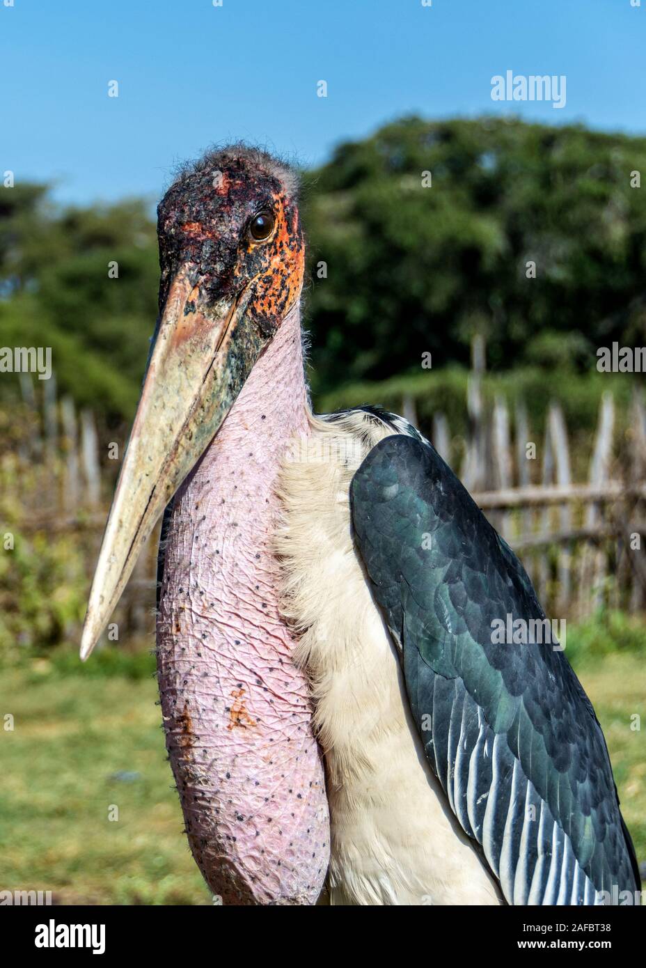 Marabou feathers hi-res stock photography and images - Alamy