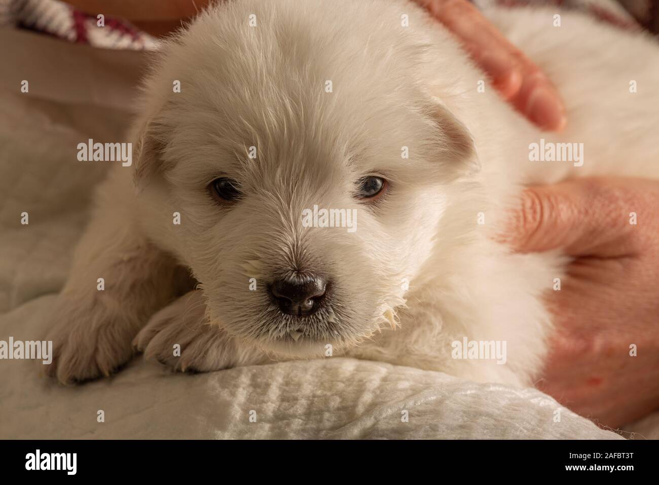 White puppy of Abruzzo Maremma shepherd or Abruzzese shepherd. Italian ...