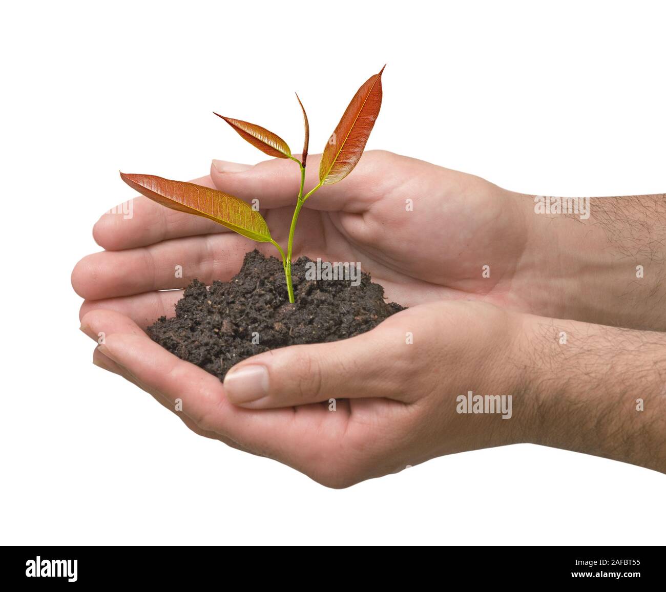 sapling in hands Stock Photo - Alamy