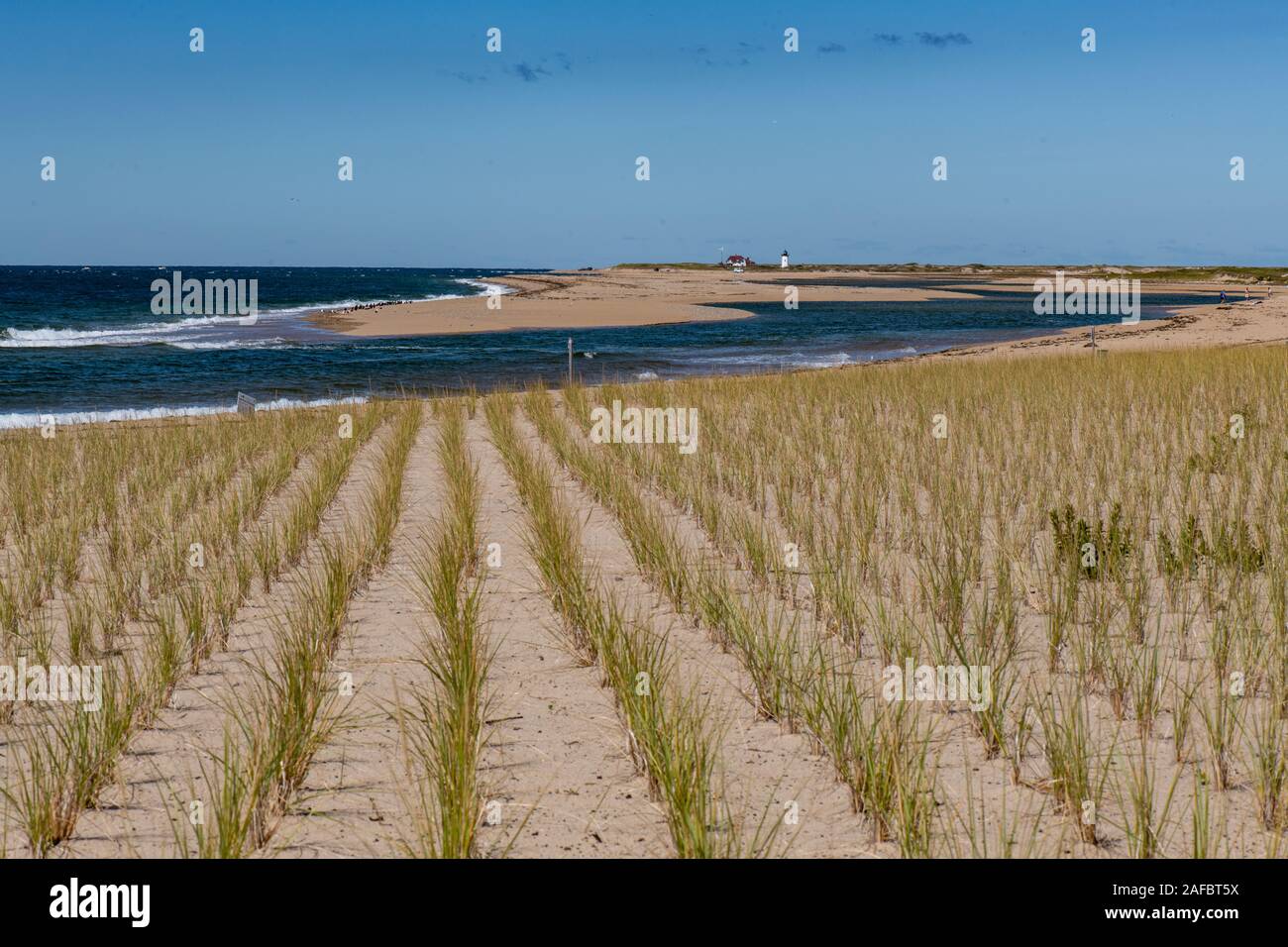 Sand dune restoration Cape Cod, Massachusetts, USA Stock Photo - Alamy