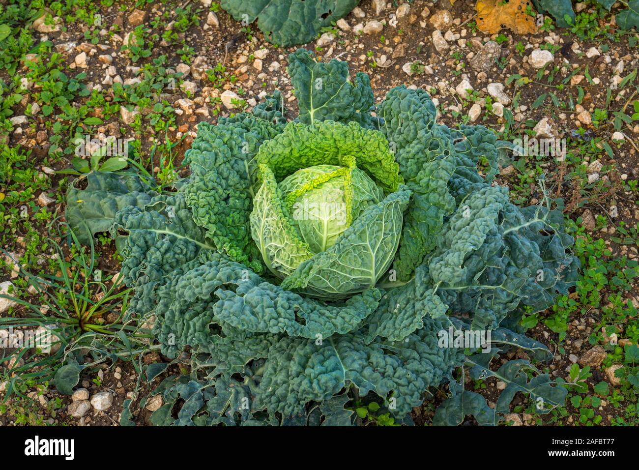 cabbage cultivation in the garden Stock Photo - Alamy