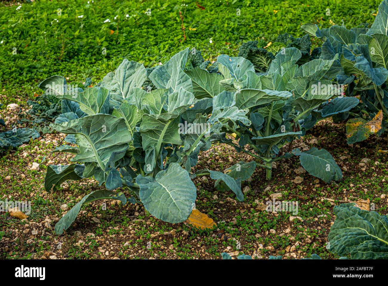 Full grown cabbage hi-res stock photography and images - Alamy