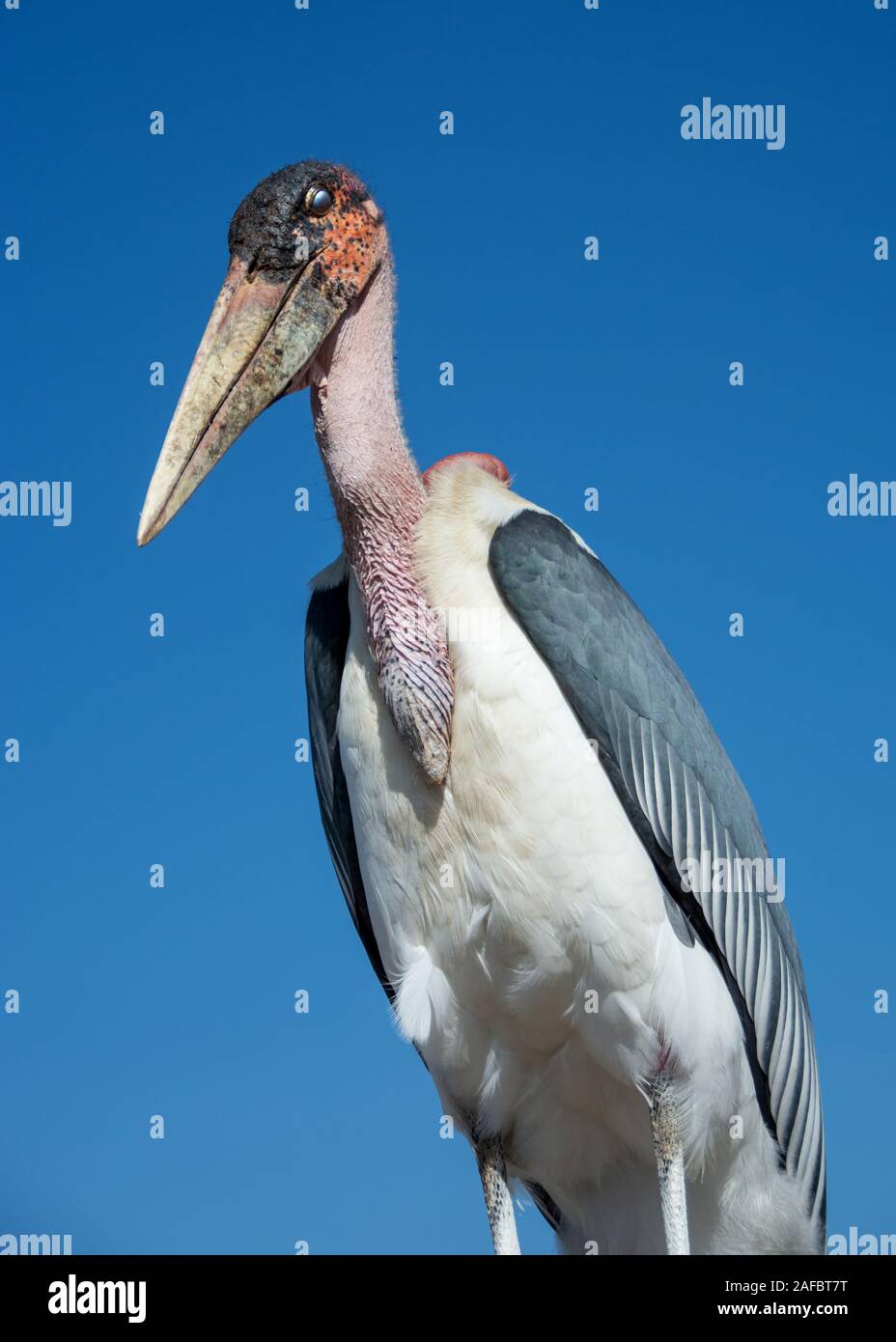 Ethiopia rift valley lake langano hi-res stock photography and images ...