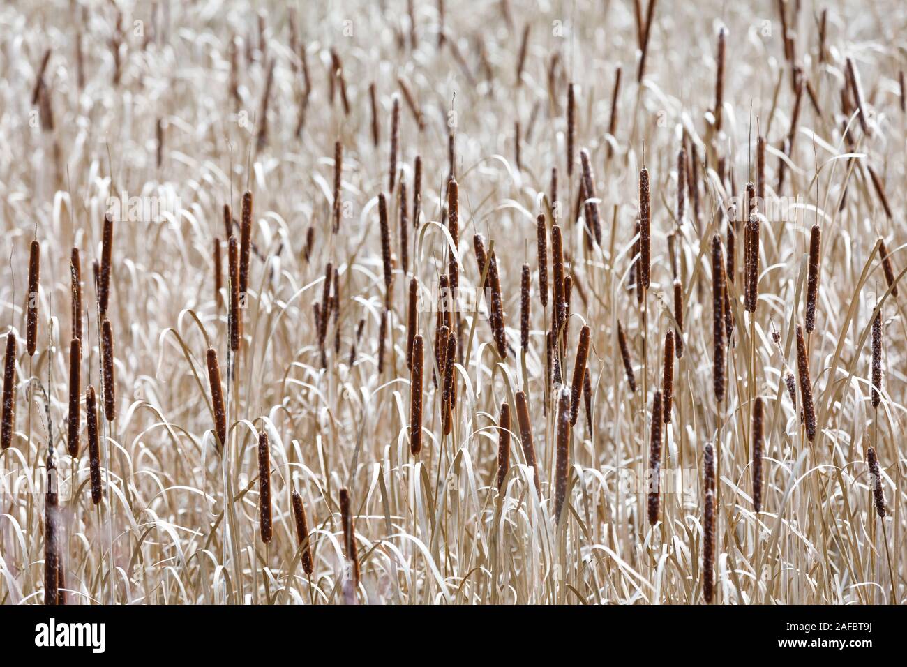 Cat tails plant hi-res stock photography and images - Alamy