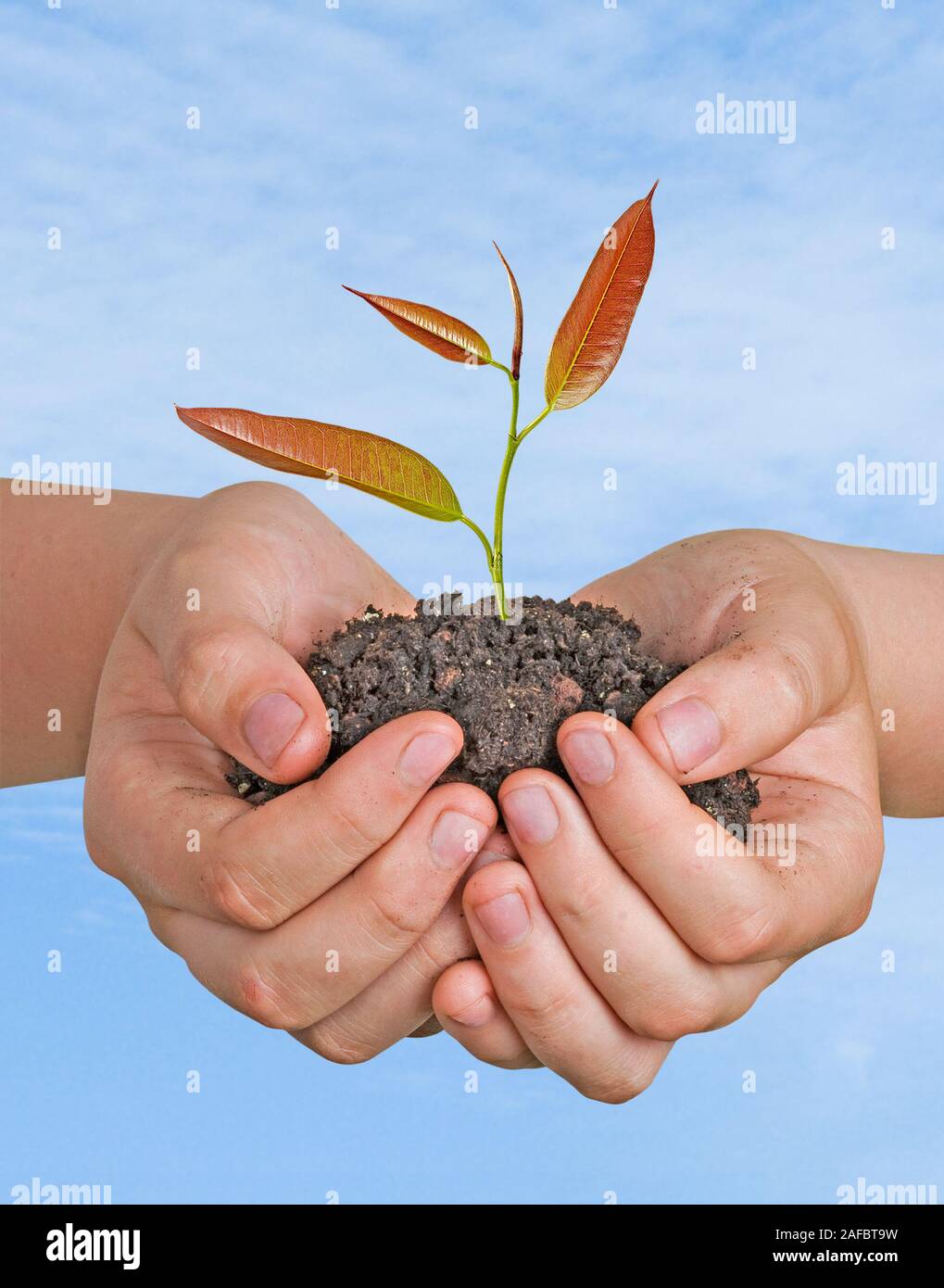 sapling in hands Stock Photo - Alamy