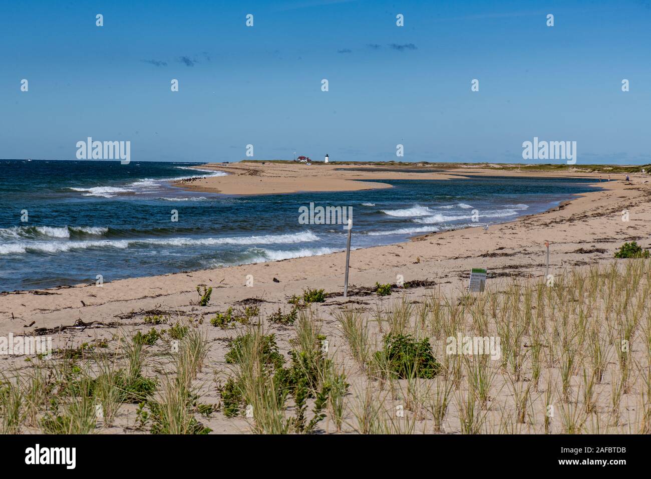 Sand dune restoration Cape Cod, Massachusetts, USA Stock Photo - Alamy