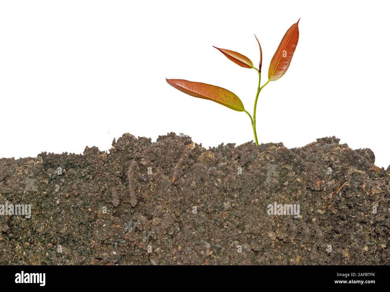 sapling growing from soil Stock Photo - Alamy