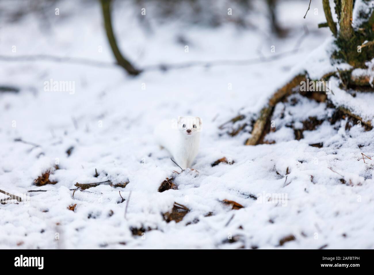 Portrait of small white least weasel in snowy forest at winter Stock ...