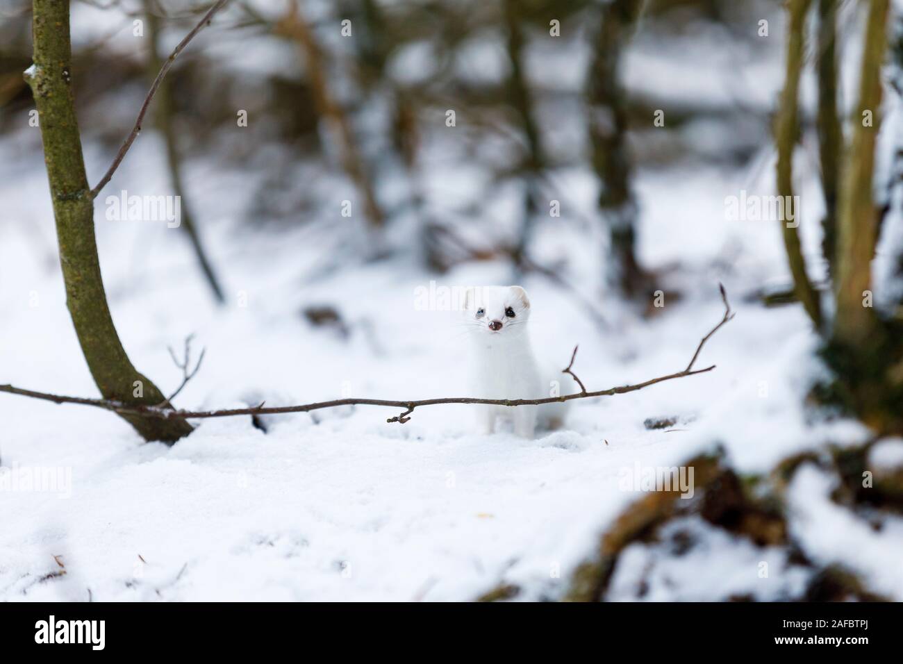 Portrait of small white least weasel in snowy forest at winter Stock ...