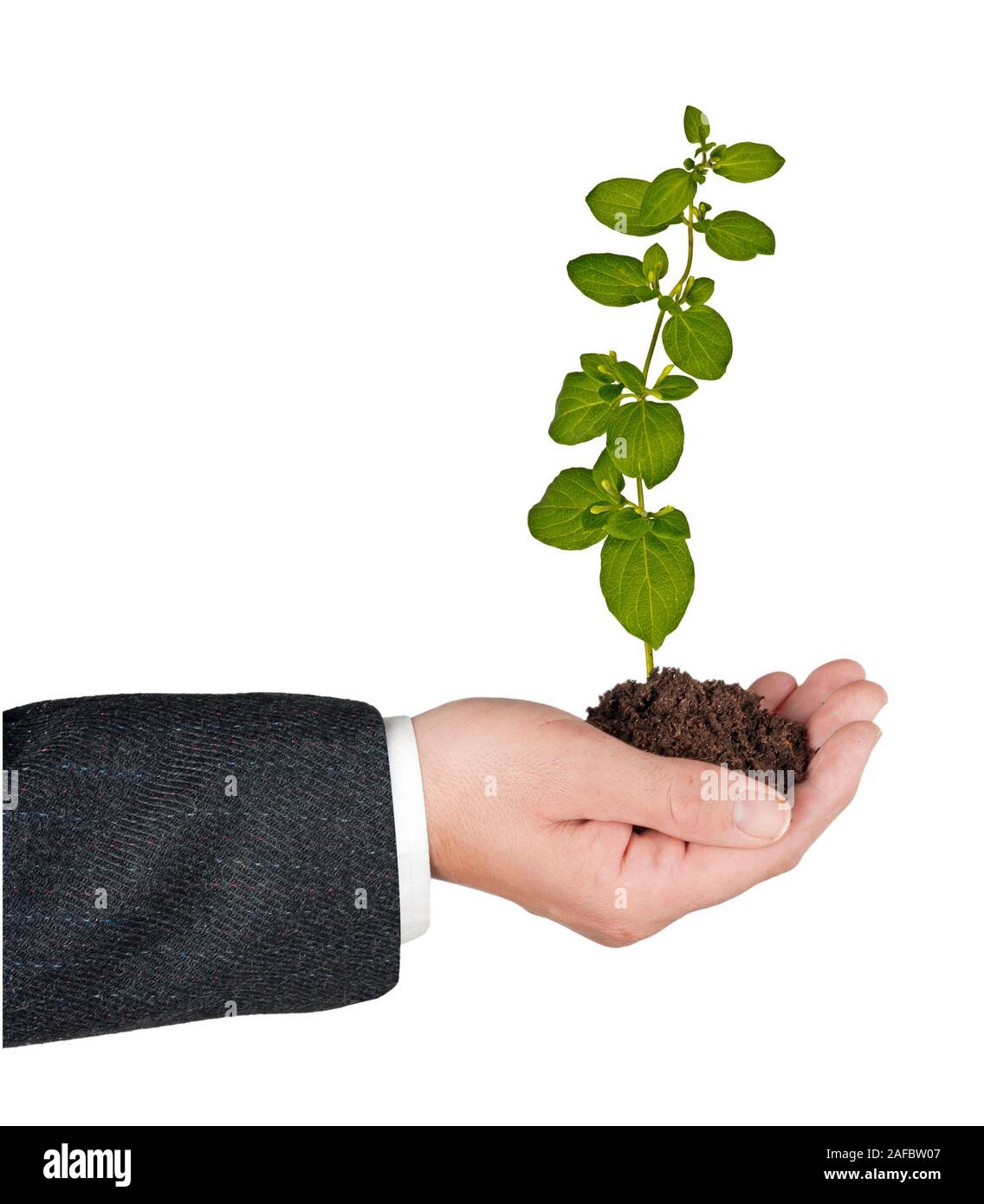 plant in hand Stock Photo - Alamy