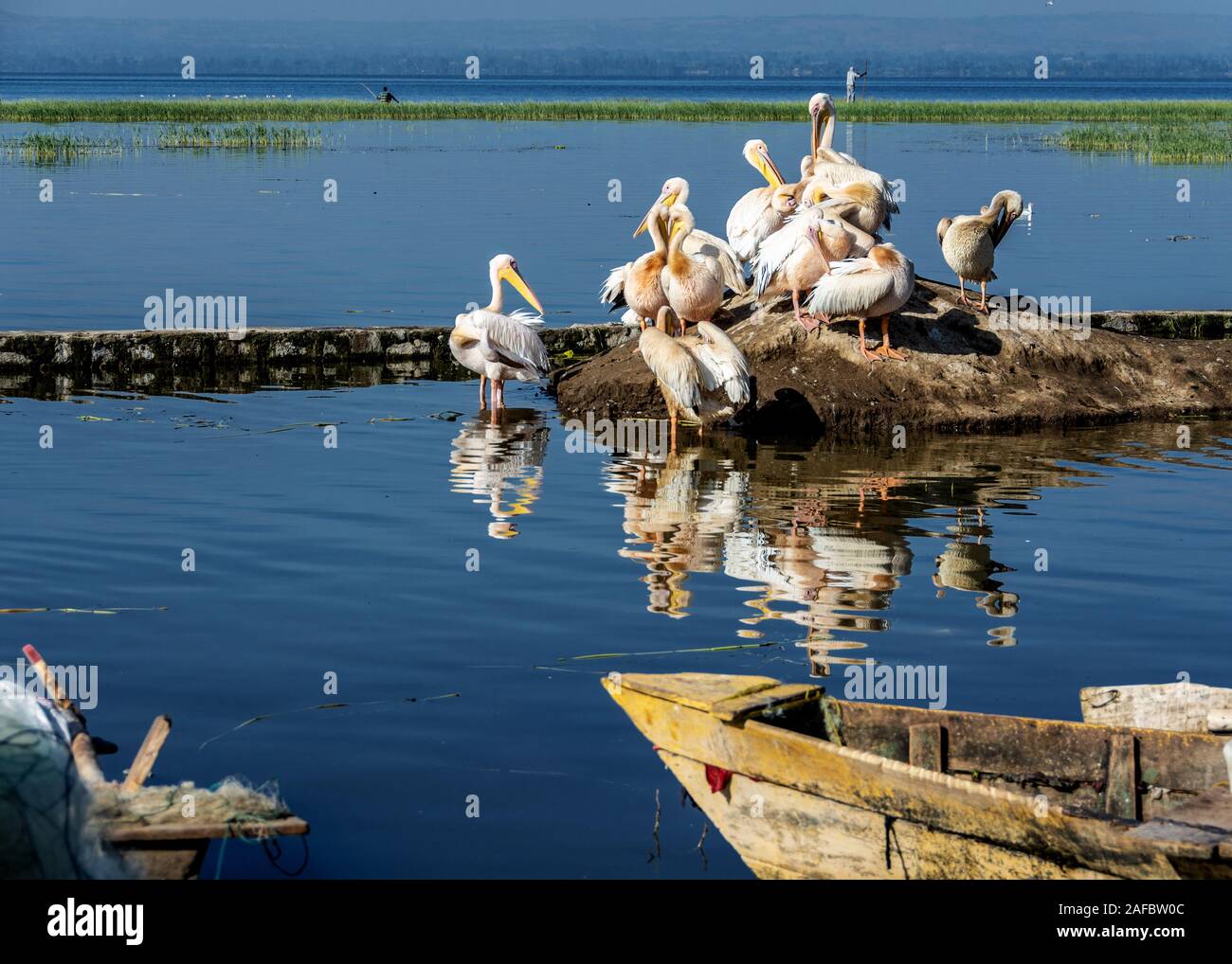 Big fish eat small fish hi-res stock photography and images - Alamy