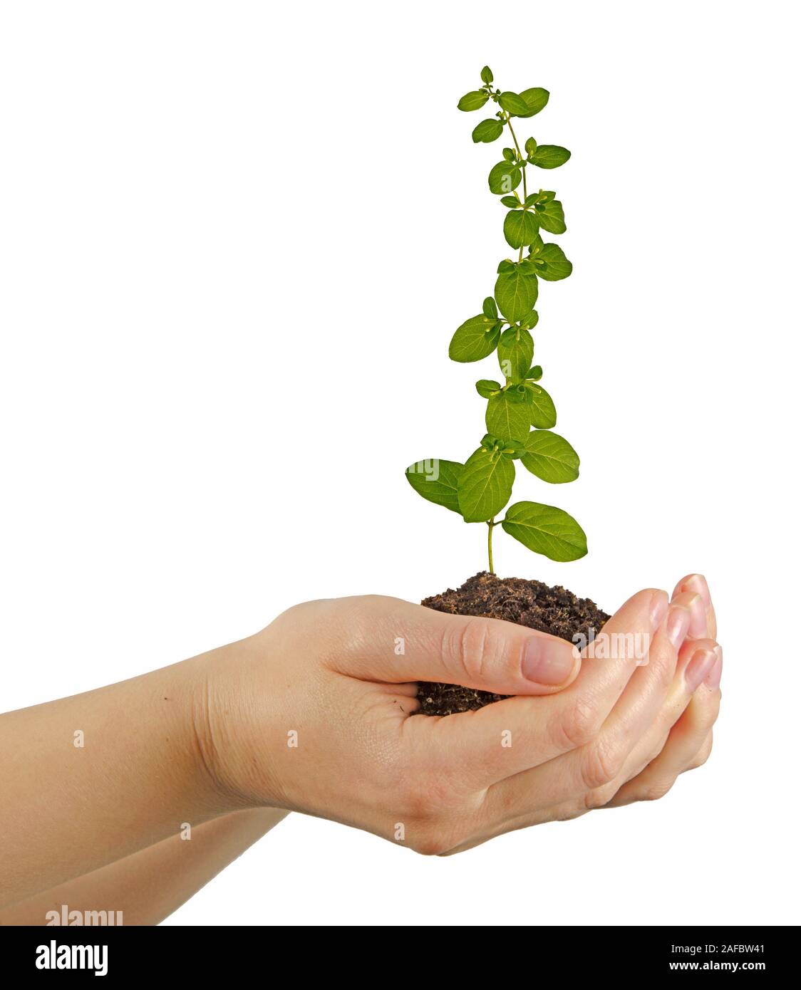 plant in hands Stock Photo - Alamy