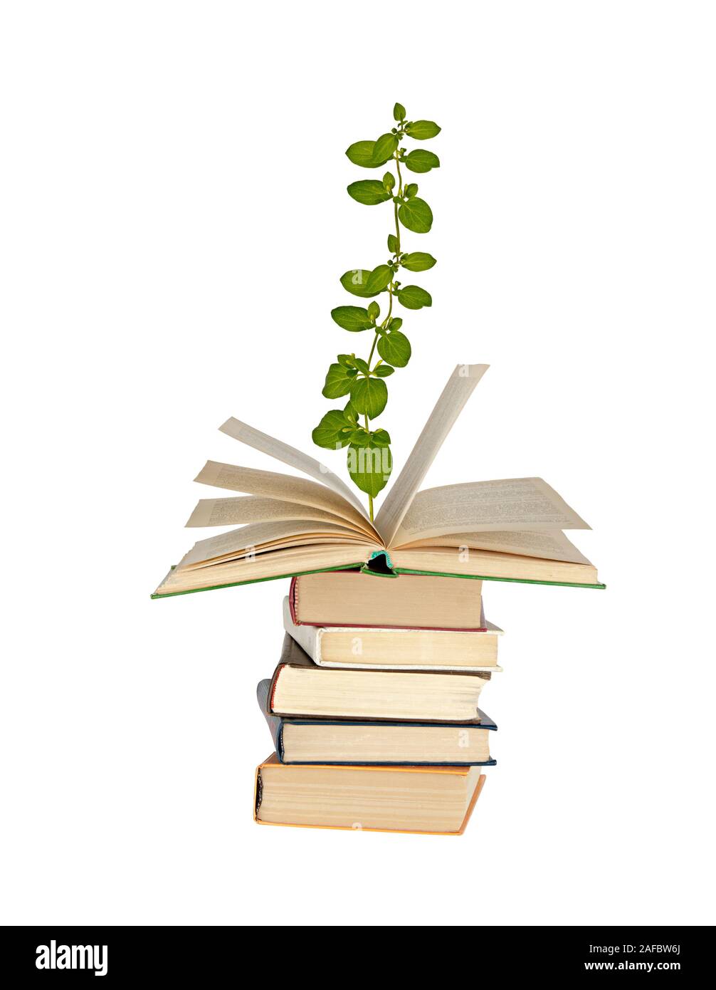 Plant growing from open book Stock Photo - Alamy