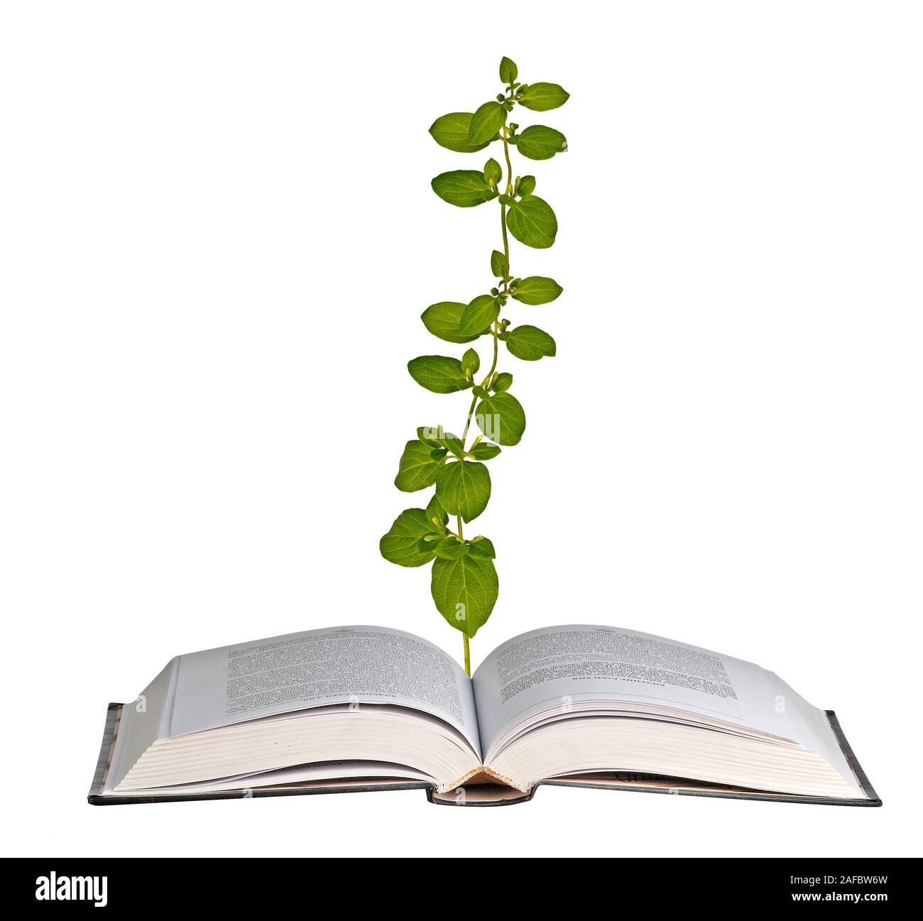 Plant growing from open book Stock Photo - Alamy
