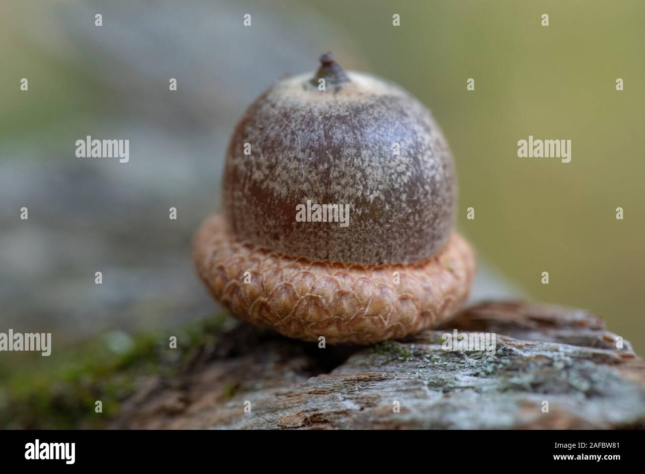 White oak (Quercus alba) acorns, Sieur de Monts, Acadia National Park ...