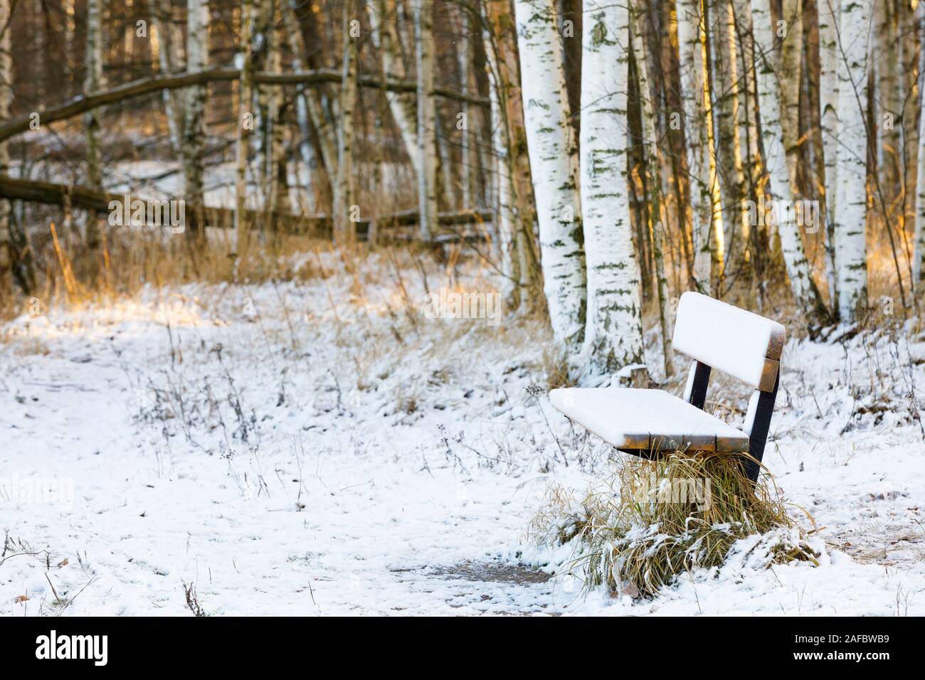 Empty snowy wooden bench in a forest at winter Stock Photo - Alamy