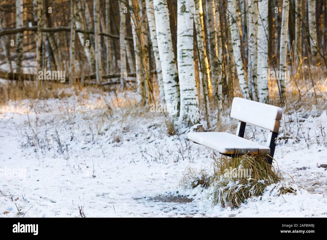 Wooden bench in the forest hi-res stock photography and images - Alamy